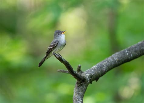Tiny Birds And Winter Flowers Photos Download The Best Free Tiny Birds