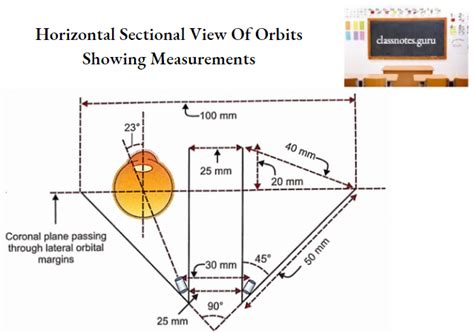 Osteology Of Orbital Cavity Notes Class Notes