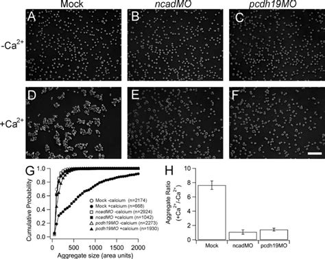 Knockdown Of Either Ncad Or Pcdh19 Abolishes Calcium Dependent Cell Download Scientific Diagram