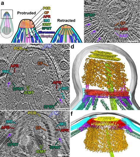 Apicomplexans Under Microscope