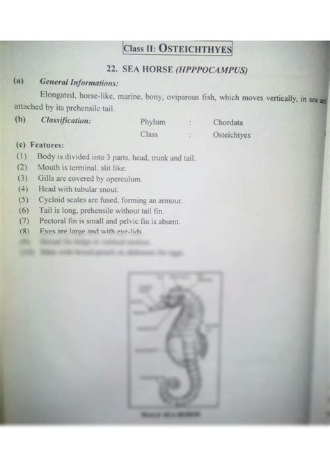 Solution Phylum Chordata Phylum Characters Classes And It S Animal