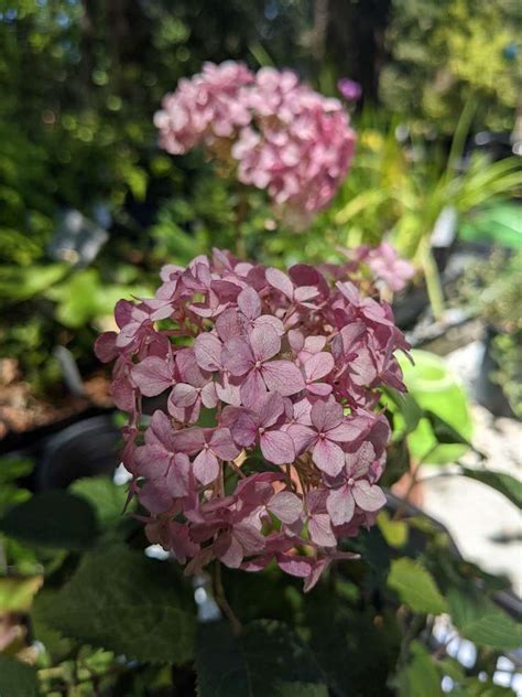 Hydrangea Arborescens Invincible Mini Mauvette® Secret Garden Growers