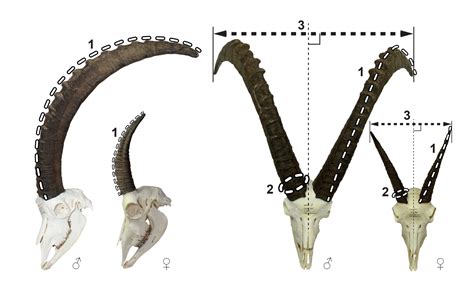 Alpine Ibex
