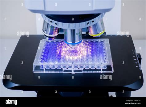Analysis Using A Microscope Bacteria In A Medical Plate Under A