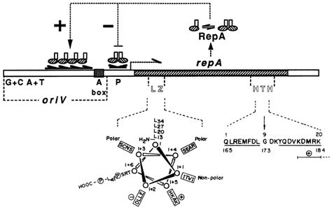 Scheme Of The Basic Replicon Of The Pseudomonas Plasmid Pps10 It Download Scientific Diagram