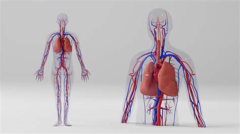 3d Model Human Body Human Circulatory System Twinkl