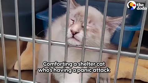 I Heard Imgur Loves Cats Album On Imgur