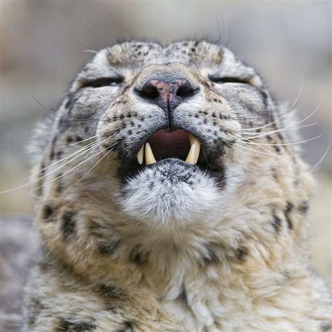 I Am Don Of Forest Funny Pictures Snow Leopard Wild Cats Funny