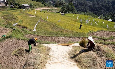 Farmers Harvest Rice In West Java Indonesia Global Times