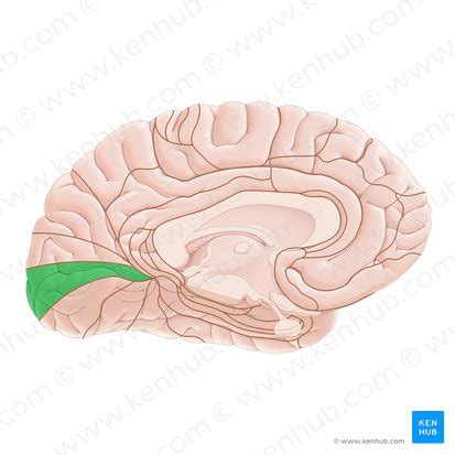 Calcarine Sulcus Anatomy And Function Kenhub