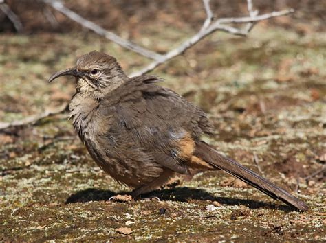 Pictures And Information On California Thrasher