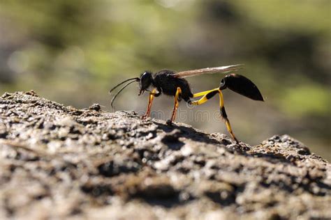 Backlit Mud Dauber Wasp Sceliphron Spirifex Malta Mediterranean Stock