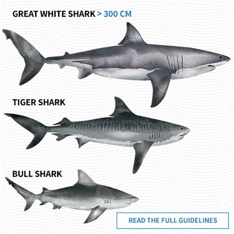 Tiger Shark Vs Bull Shark Vs Great White Great White Shark Wikipedia