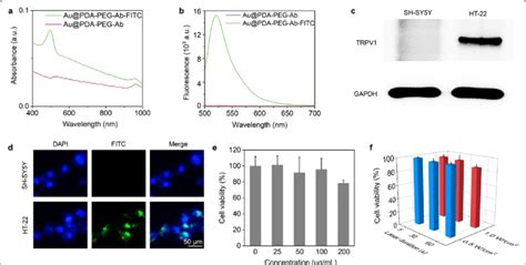 Cellular Uptake And Cytotoxicity Of Au Nanoparticles A Uv Vis Spectra Download Scientific