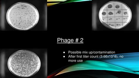 Ppt Phage Presentation Powerpoint Presentation Free Download Id