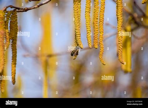 Pollination By Bees Earrings Hazelnut Flowering Hazel Hazelnut Hazel