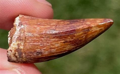 Triassic Phytosaur Tooth Is It Real How To Recognize Fossil