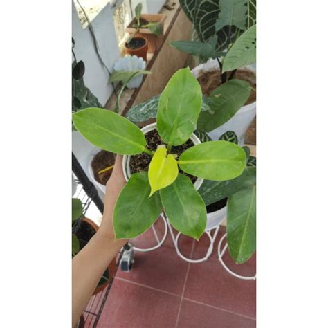 Jual Tanaman Philo Moonlight Lemon Shopee Indonesia