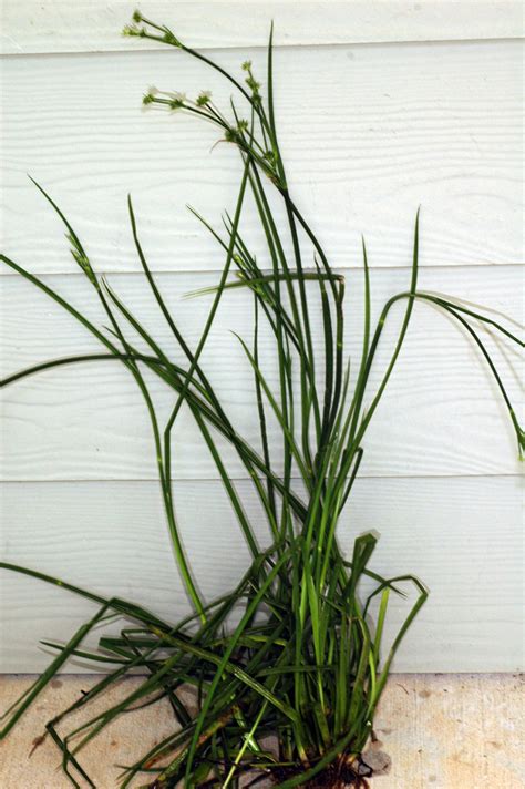 Juncus Juncaceae