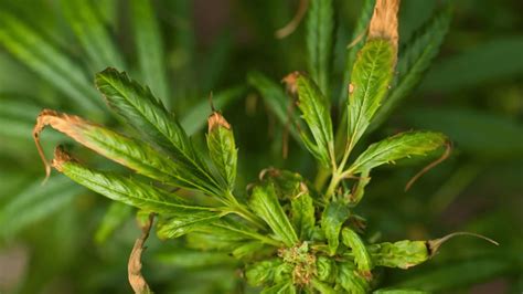 Common Cannabis Deficiencies And Cannabis Deficiency Chart Fun With Dizzies