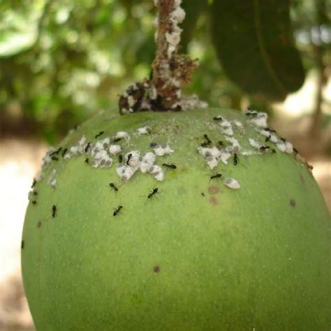 Pdf Preliminary Inventory Of Scale Insects On Mango Trees In Benin