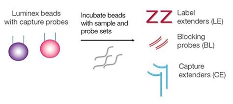 Quantigene Plex基因表达测定 Thermo Fisher Scientific Cn