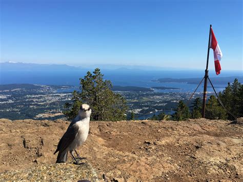 Mount Benson Hike Directions Nanaimo Bc Sea2peak Hiking And Travel Blog