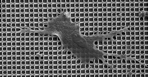 Heres A Pic I Took At Work Human Skin Cell Imgur