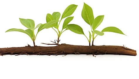 Premium Photo Leaf Stem Root Elevation Side View