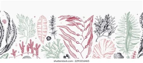 Seaweed Vector Border Color Edible Algae Stock Vector Royalty Free 2293316465 Shutterstock