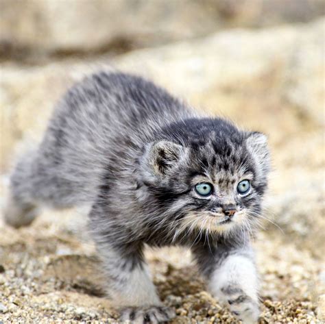 Pallas Cat Kitten