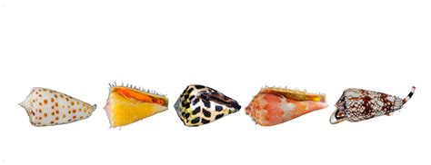 Taxonomy And Conservation The Case Of The Cone Snails