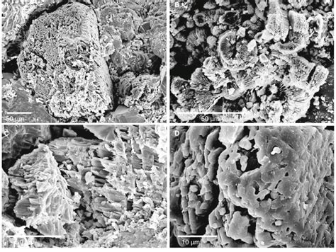 Sem Microphotographs Of Sandstone Samples After The Experiment In Caa Download Scientific