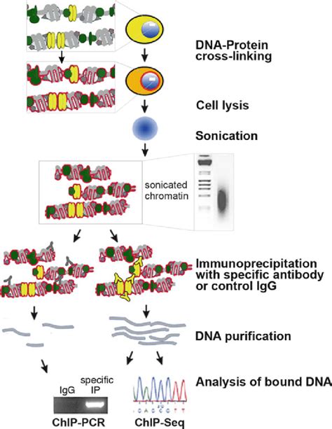 Immunoprecipitation Ip Protocol Abcam