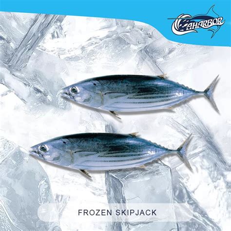 China Frozen Skipjack Suppliers Factory Wholesale Seafood Caharbor
