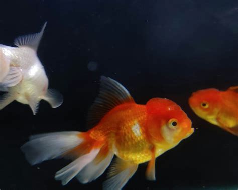 How Big Can Ranchu Goldfish Get Care Tips And Growth Facts