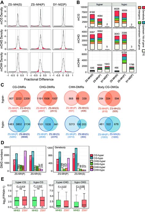 Divergence Of Dna Methylation Landscape Between Mh63 And Zs97 A