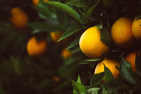 Rotten Oranges — Day 3 Python The Rotten Oranges Question Is One Of