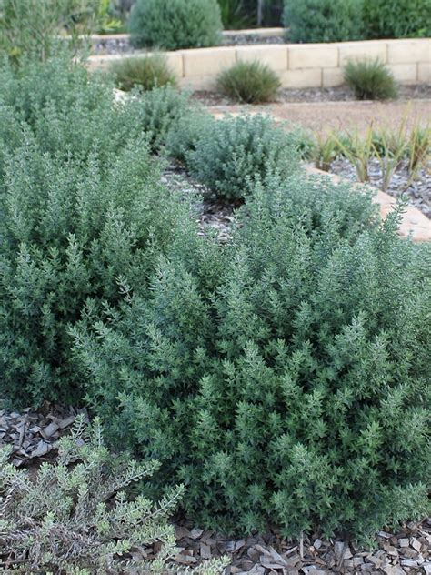 Oderings Garden Centres Shrub Westringia Grey Box