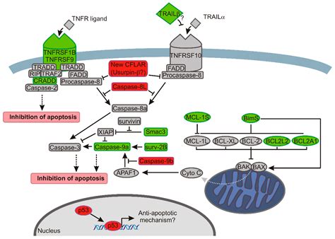 Decreased Expression Of Srsf2 Splicing Factor Inhibits Apoptotic