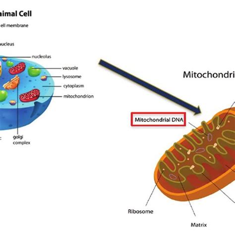 Left Schematic Diagram Of Multiple Mitochondria Within A Cell Right