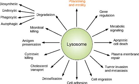 Lysosomes Function