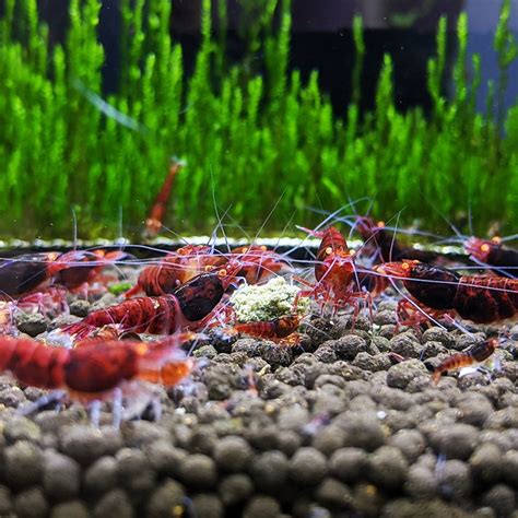 Orange Eye Red Devil Shrimp Red Devils Shrimp How To Look Better