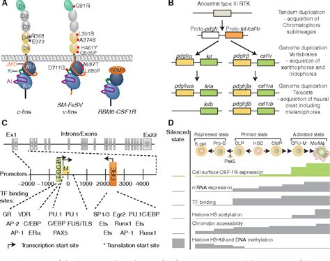 Macrophage Colony Stimulating Factor 1 Receptor Human Semantic Scholar