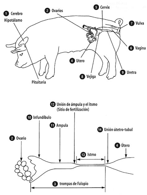 Agropecuarias AnatomÍa Y FisiologÍa Del Cerdo