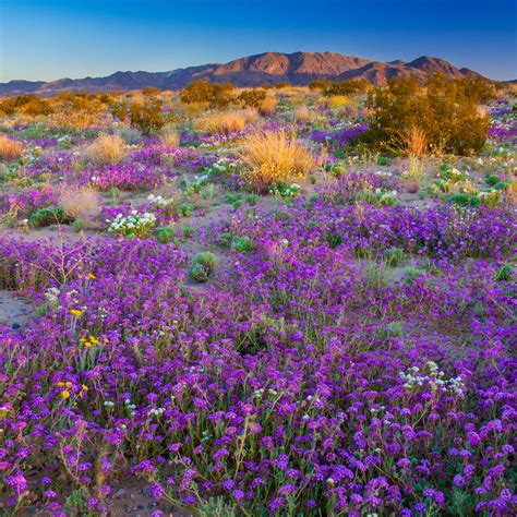 Wildflowers California Desert At Ryan Hannum Blog