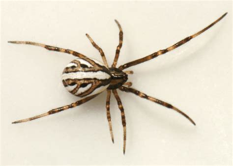 Western Black Widow Spider