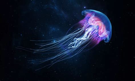 Deep Sea Jellyfish Wallpaper
