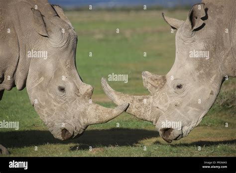 A Protrait Of A Male And Female Southern White Rhinoceros