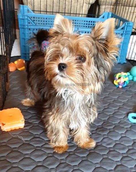 Йоркширски териер Йоркширски териер 4 месеца Мъжко Черно синьо и жълто Чистокръвно Кучет